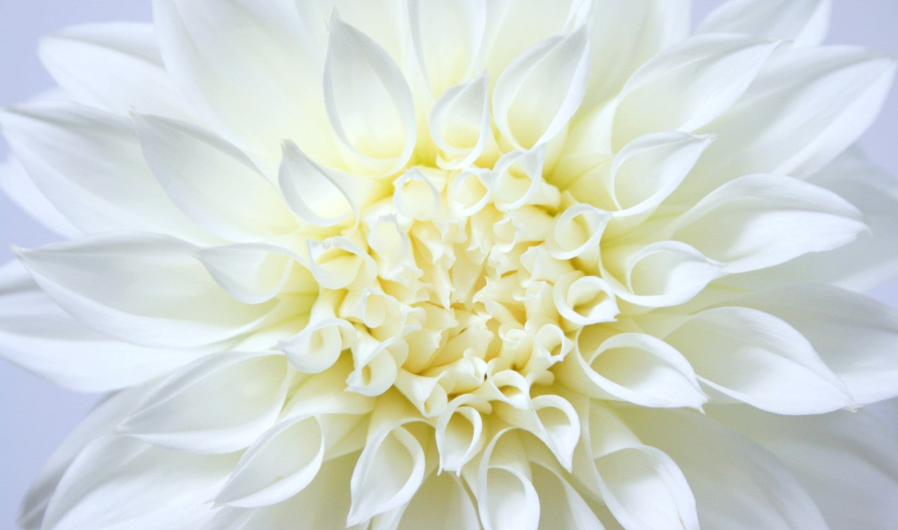 Buy Soul Star Chakra Crystals - Talk to Crystals