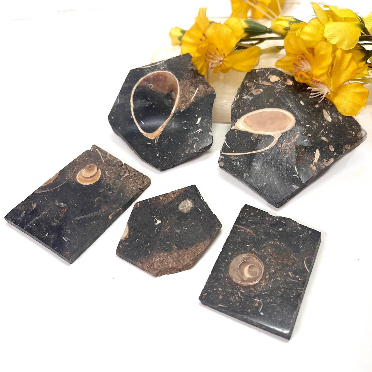 Colus Turitella Slice (Transformation) Buy crystals online in India